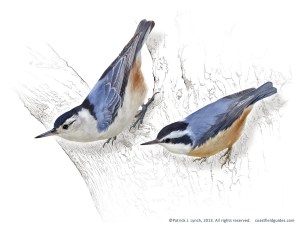 Our two nuthatch species – Patrick Lynch