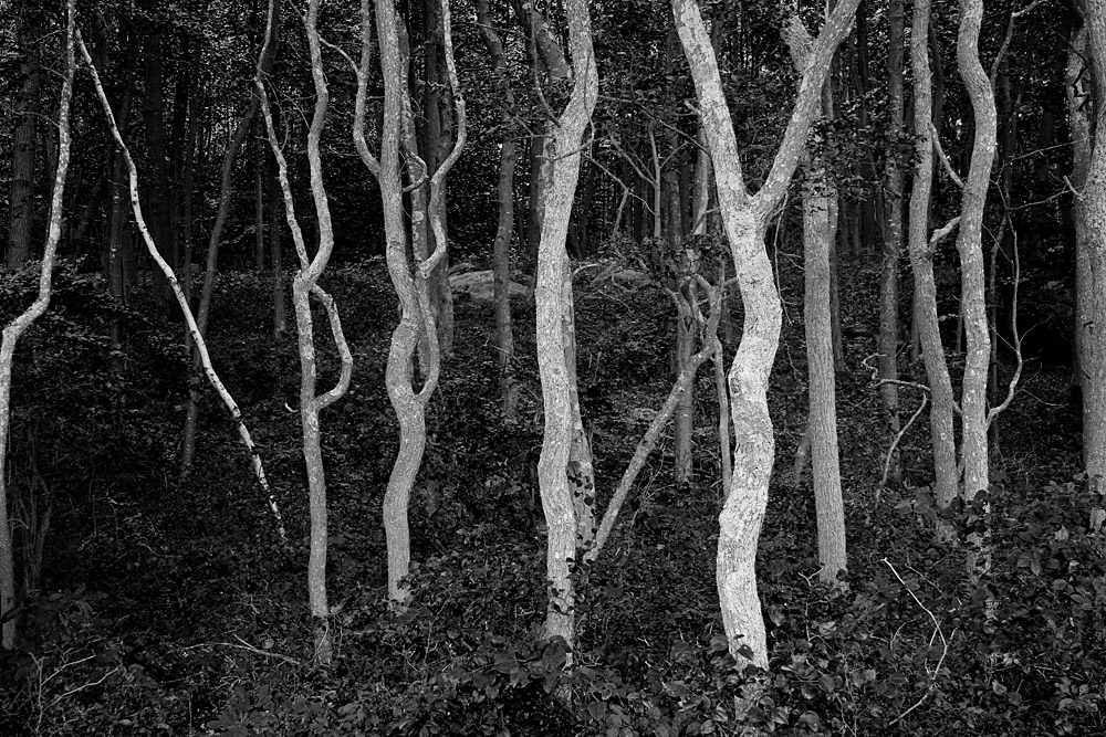 Sassafras trees – Patrick Lynch