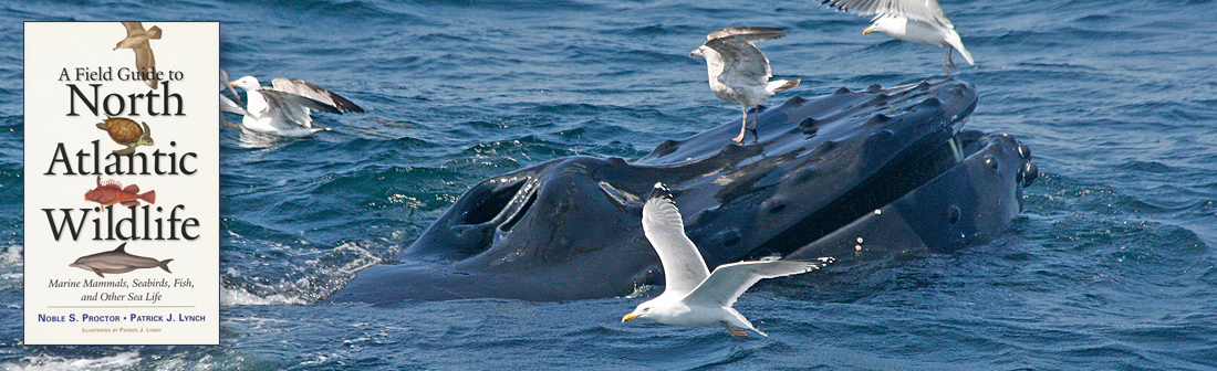 A Field Guide to North Atlantic Wildlife – Patrick Lynch