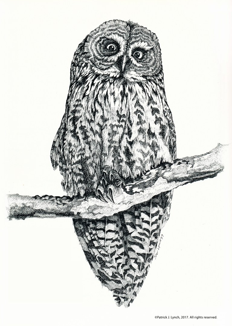 great-gray-owl-drawing-cropped – Patrick Lynch