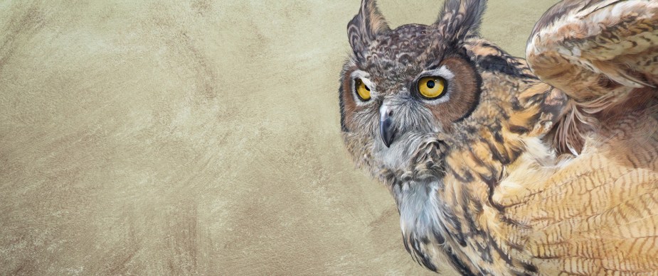 Illustrations – Patrick Lynch
