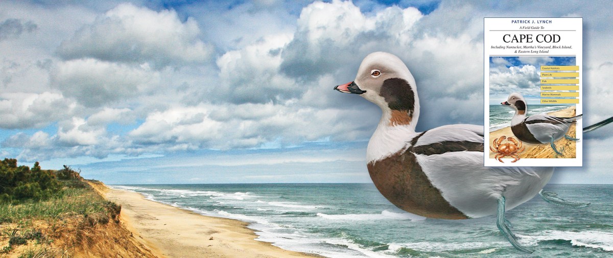 A Field Guide to Cape Cod – Patrick Lynch